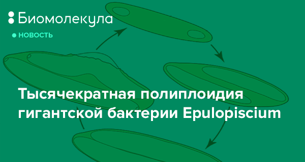 Тысячекратная полиплоидия гигантской бактерии Epulopiscium